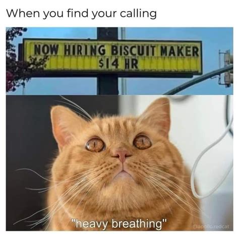 Apollo Red Cat Meme Now Hiring Biscuit Maker Humorous Job Meme