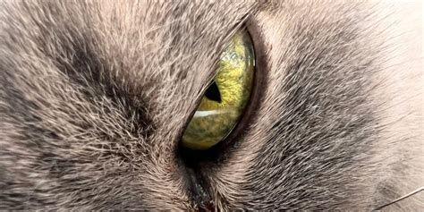 Macro Photography Capabilities Of The Iphone 13 Put To The Test 9to5mac