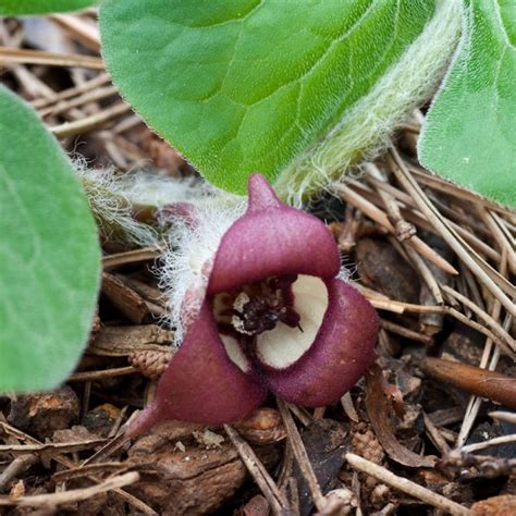 Wild Ginger Plants