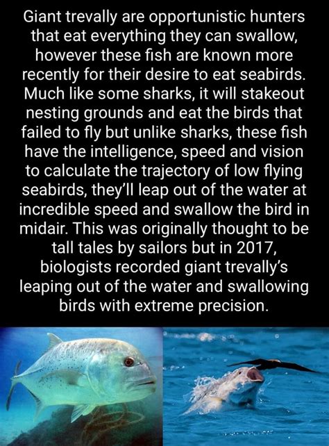 Giant Trevally Are Opportunistic Hunters That Eat Everything They Can Swallow However These
