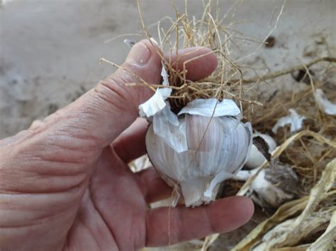 El Terrao Dos Urbanitas En El Campo Limpiando Ajos Para Guardar Y