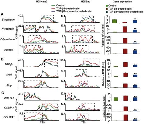 A Distribution Of Histone Modification Signals In The 4000 Bp Download Scientific Diagram