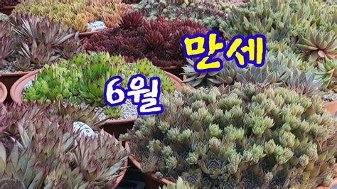 24 61 바위솔이 만세 부르고 있어요 자구가 바글바글 Youtube