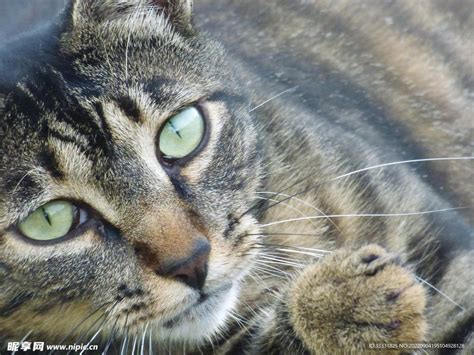 猫摄影图 家禽家畜 生物世界 摄影图库 昵图网