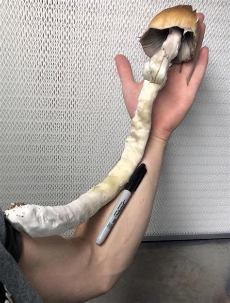 Could Yall Please Correct Me Here When People Harvest This Gigantic Psilocybin Mushrooms Does