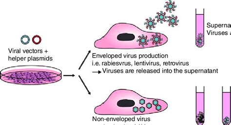 6 General Virus Production Viral Vectors Are Transfected Into