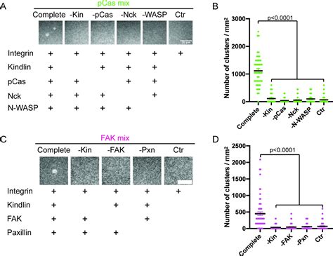 Figures And Data In Synergistic Phase Separation Of Two Pathways Promotes Integrin Clustering