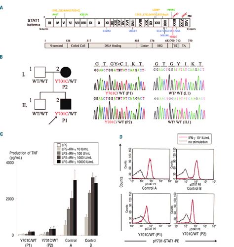 A Summary Of Loss Of Function Stat1 Mutations The N Terminal Domain