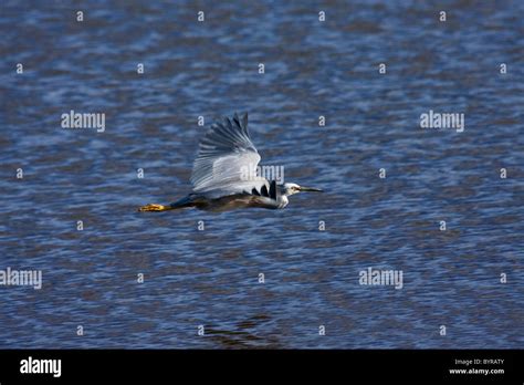 White Face Heron Egretta Novaehollandiae Flying Over Water Stock