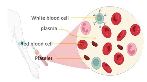 Steps Of Karyotyping Youtube