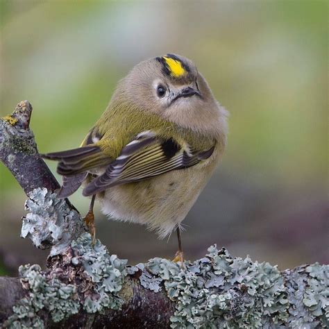 Europe National Bird Critter Sitters Blog European Birds