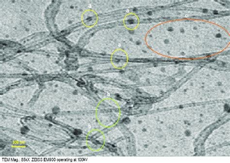 Tem Image Of Acgcnt Composite A Ac Cnt B Gcnt C Acg