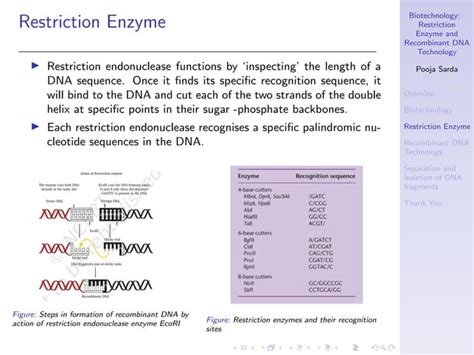 Biotechnology Restriction Enzyme And Recombinant DNA Technology PDF