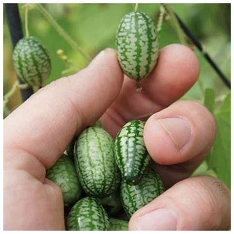 Mini Thumb Watermelon Seeds Unique Gherkins For Home Gardens