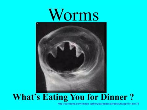 Ppt Worms Powerpoint Presentation Free Download Id9611973