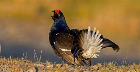 جنگل ارسباران کجاست؟ راهنمای جامع سفر به ارسباران مجله علی بابا