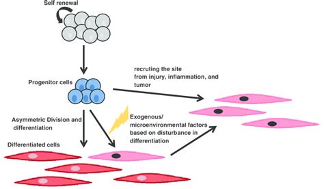 3 Self Renewing Potential Of Stem Cells During Symmetric Divisions
