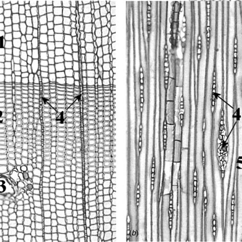 A Cross Sectional Surface And B Tangential Sectional Surface Of The Download Scientific