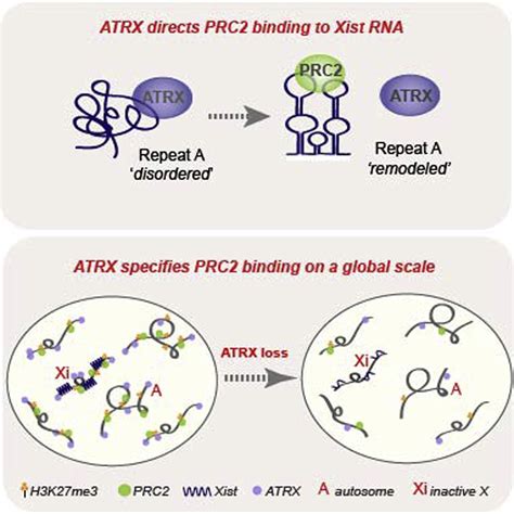 Atrx Directs Binding Of Prc2 To Xist Rna And Polycomb Targets Cell