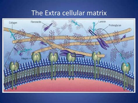 Collagen Structure And Function Pdf