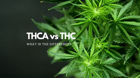 Thca Vs Thc Discover The True Difference Between These 2 Cannabis Cannabinoids Indacloud