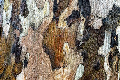 Abstract Tree Bark Photograph By Stephen Mayeux Fine Art America