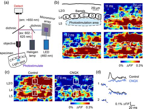 Photostimulation Of Layer 5 Neurons Elicits Postsynaptic Responses In