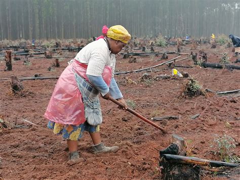 The Groundnut Project
