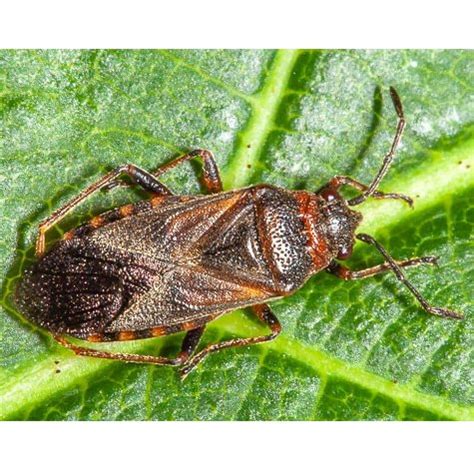 Elm Seed Bug Arocatus Melanocephalus Wild Columbia County