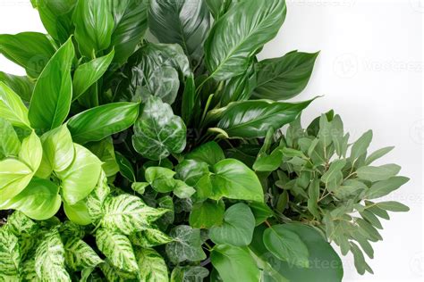 A Vibrant Collection Of Various Green Plants Showcasing Diverse Leaf