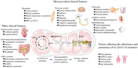 Pathogenic Mitochondrial Dna 3243a G Mutation From Genetics To Phenotype Pmc