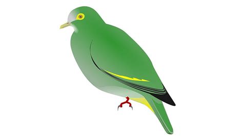 Uncovering The Secrets Of The Enigmatic Filipino Bird Fruit Dove