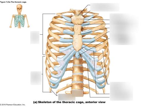 Rib Cage Diagram Diagram Quizlet