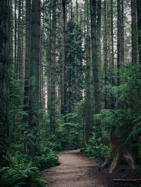 One Of My Favourite Places To Go For A Walk Pacific Spirit Park In
