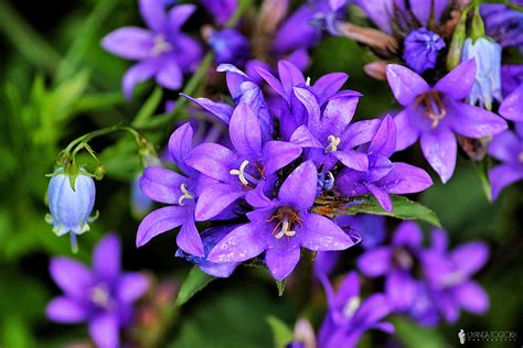 Аглаг бүтээлийн хийд Uyanga Togtokh Flickr