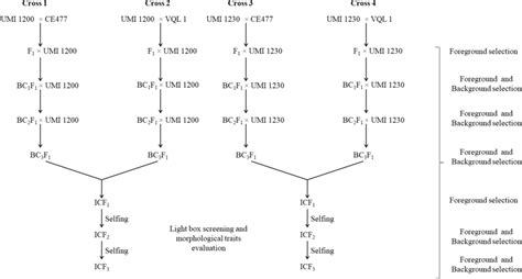 Marker Assisted Backcrossing Scheme Mabc Used To Generate The