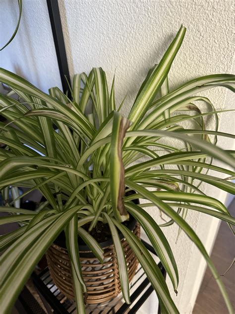 How Can I Save My Spider Plant R Spiderplants