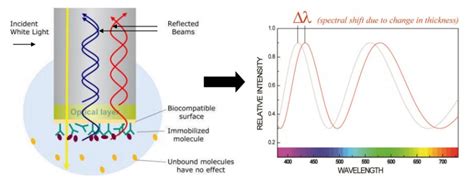 Bli Affinity Determination Services Kmd Bioscience Nanobody Discovery Platform Protein