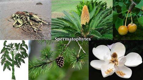 Spermatophyte Alchetron The Free Social Encyclopedia