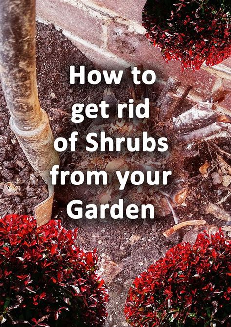 The Words How To Get Rid Of Shrubs From Your Garden Are Shown In White Letters