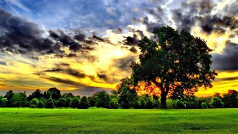 Proficiency 101 Understanding The Difference Between Native And Fluent Insight Tribune