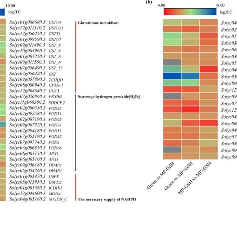 Differentially Expressed Genes Degs With The Annotated Functions In