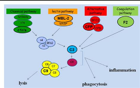 Figure 1 From Gender Speciﬁc Modulation Of Complement System Gene Expression In Marine Medaka