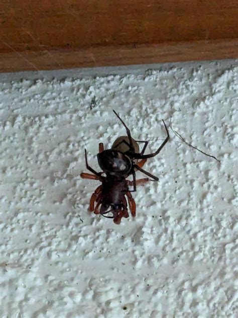 Spider Id In Uk R Spiderid