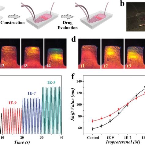 A Schematic Illustration Of The Structural Color Variation With Download Scientific Diagram