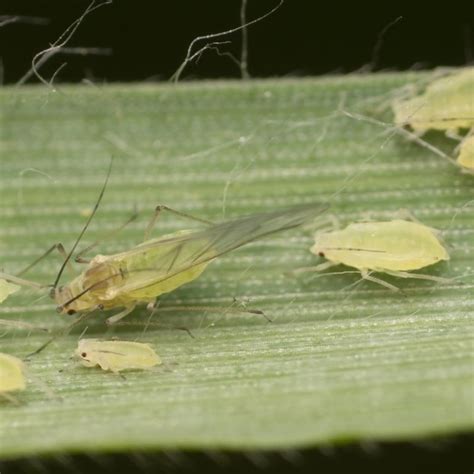 Rose Grain Aphid Metopolophium Dirhodum Wild Columbia County