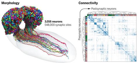 The Connectomic Bomb An Insect Brain Speaks More Than Yours Gloneuro