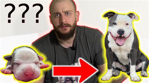 რამხელები გაიზარდნენ პირველი ბულები საქართველოში სიურპრიზი Youtube