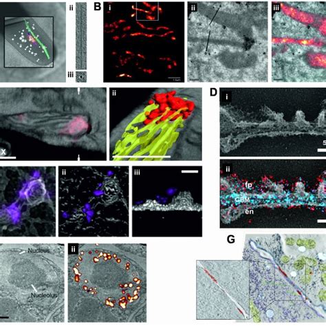 Pdf Advances In Correlative Single Molecule Localization Microscopy And Electron Microscopy