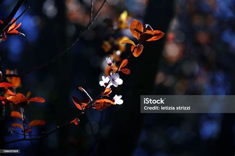 작은 밝은 꽃과 갈색 잎 백라이트 트렁크와 잎의 배경이있는 가지 0명에 대한 스톡 사진 및 기타 이미지 0명 개화기 계절 Istock